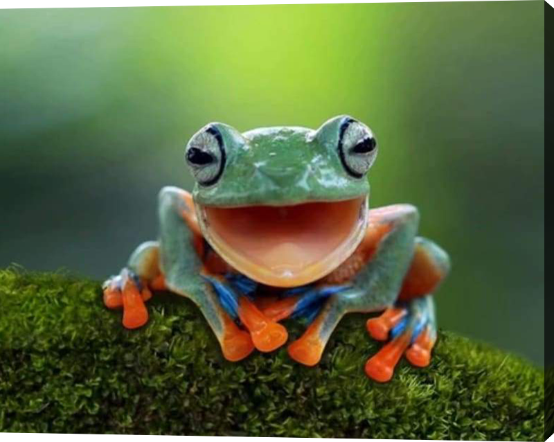 Frog Paint By Numbers Kits – Craft Painting