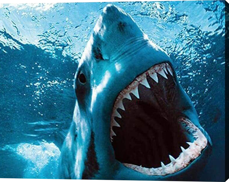 Shark Diamond Painting Kits – Craft Painting